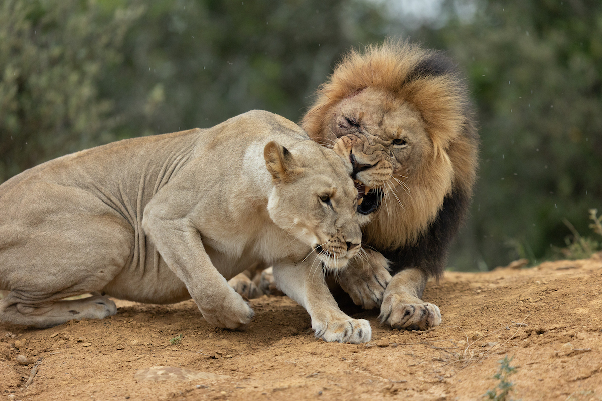 Male Lions Fight for Mating Rights | Kariega Game Reserve